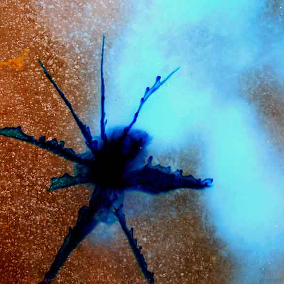 l'araignée cosmique - Studio22